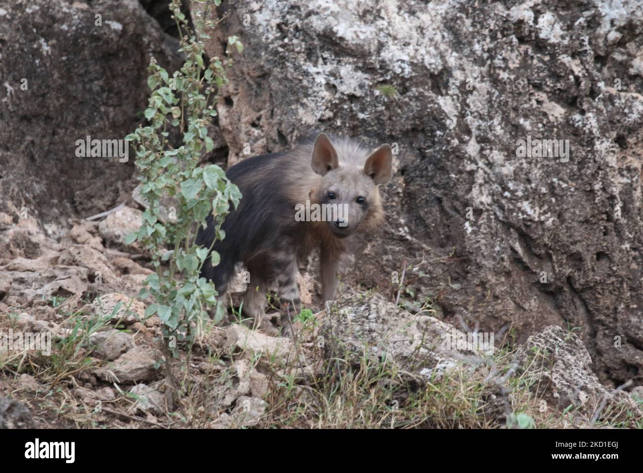 Brown hyena cub in den Stock Photo - Alamy
