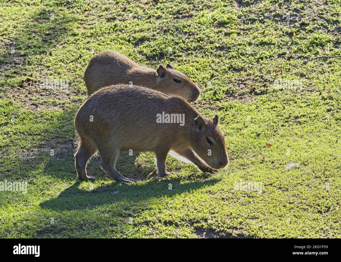 Capybara images hi-res stock photography and images - Alamy