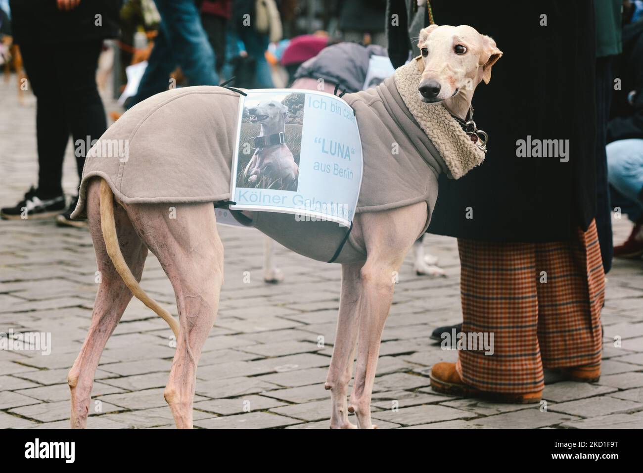 a dog is seen during the Galgowalk in Cologne, Germany on January 29 ...