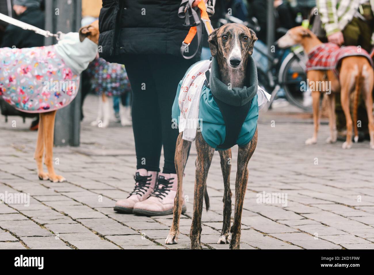 Hundreds of galgo and their owners participate the Galgowalk in Cologne ...