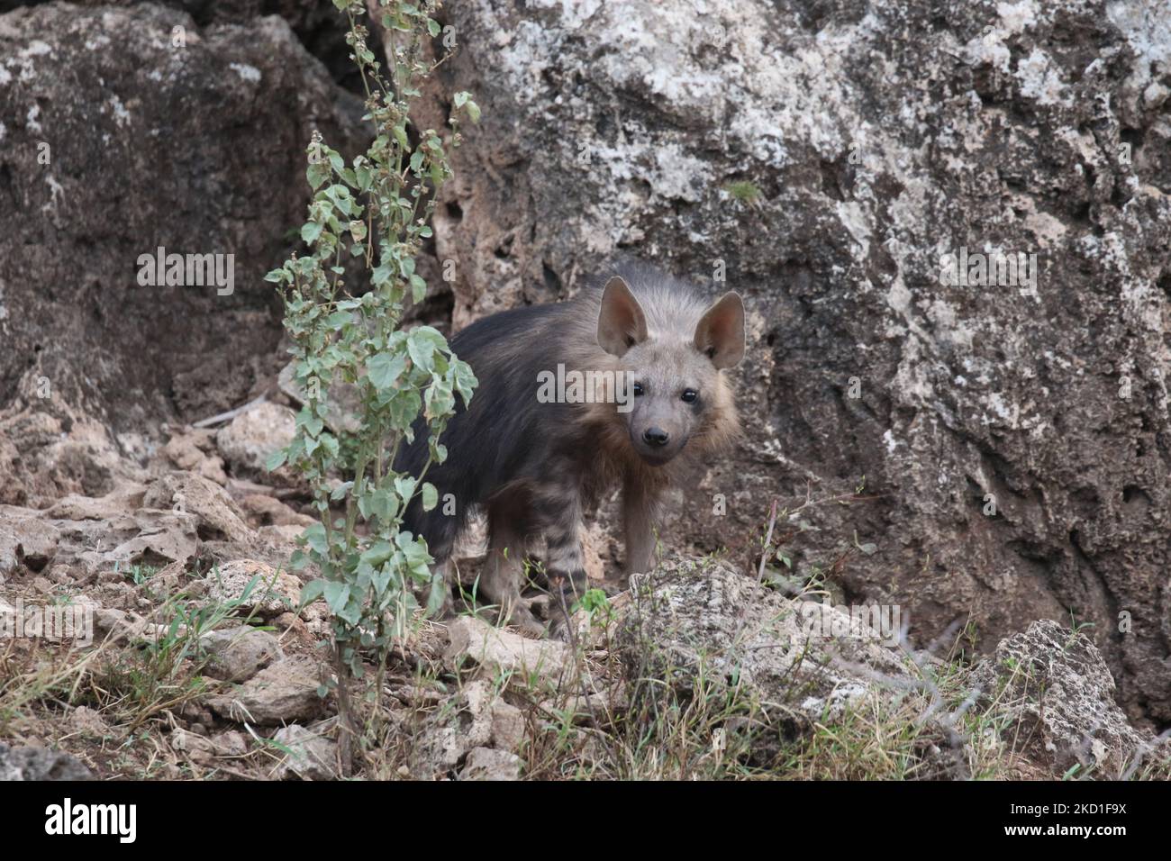 Brown hyena cub in den Stock Photo - Alamy