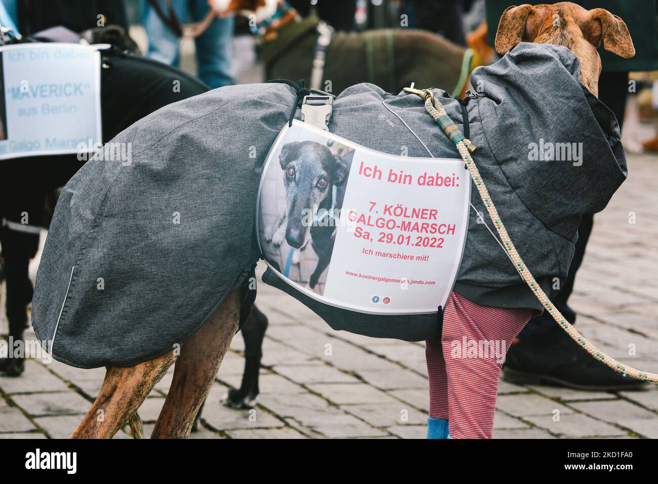 a dog is seen during the Galgowalk in Cologne, Germany on January 29 ...