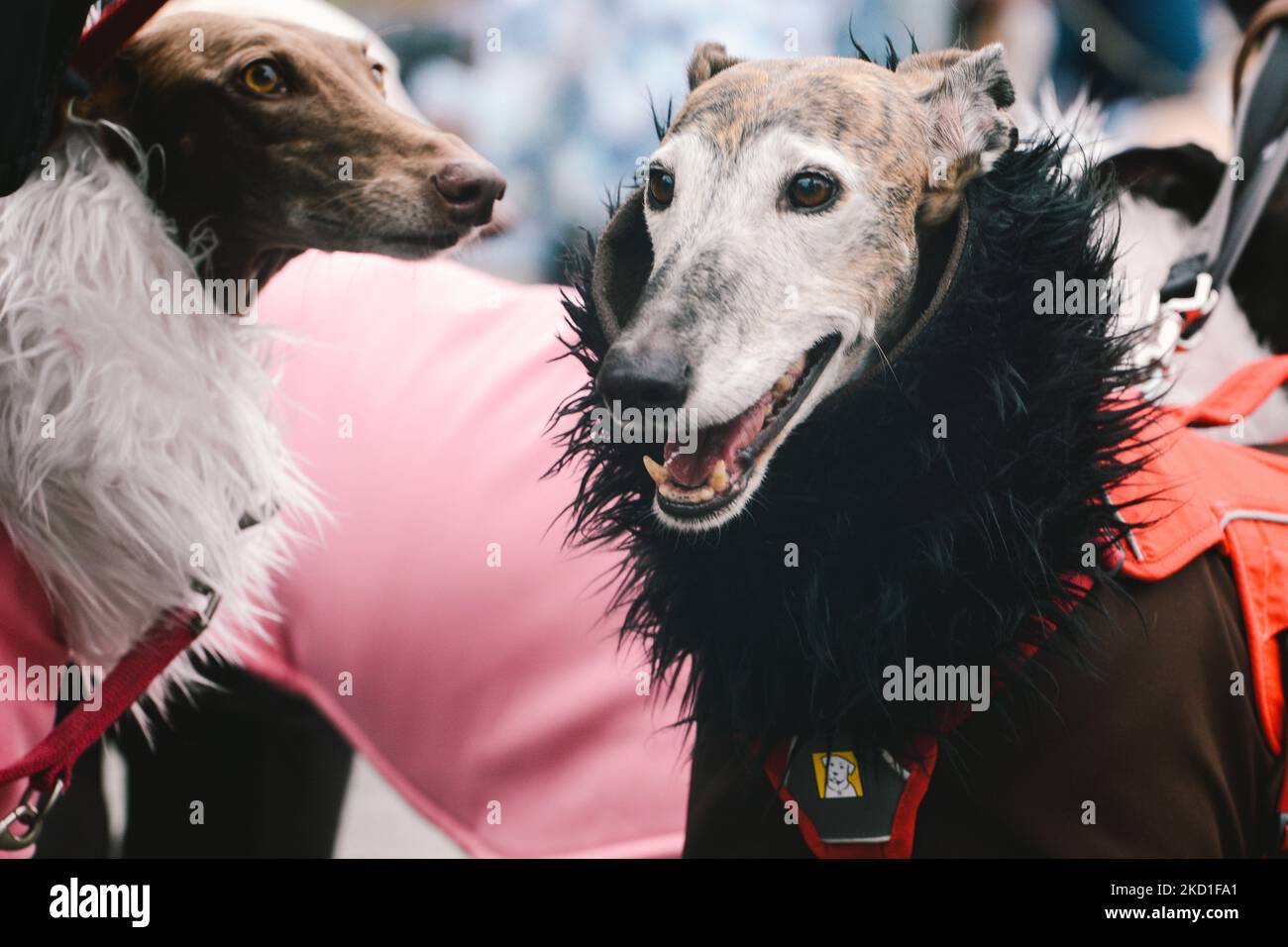 A dog is seen during the Galgowalk in Cologne, Germany on January 29 ...