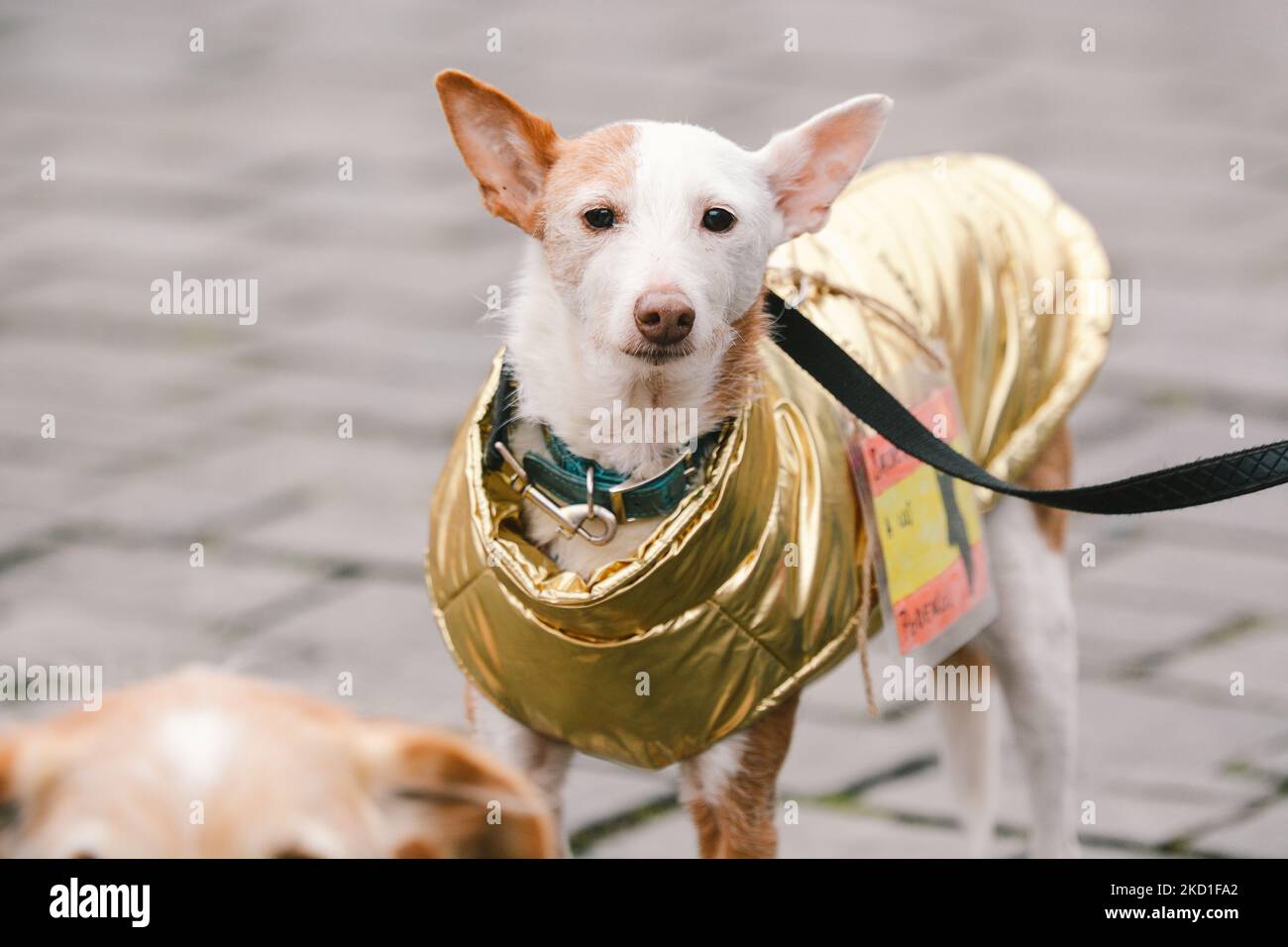 a dog is seen during the Galgowalk in Cologne, Germany on January 29 ...