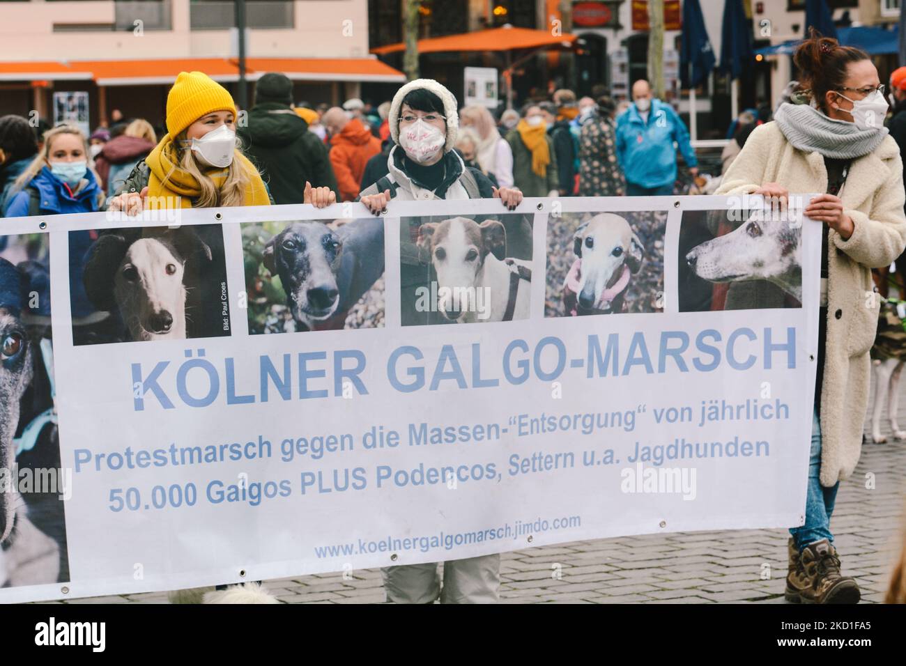 Hundreds of galgo and their owners participate the Galgowalk in Cologne ...