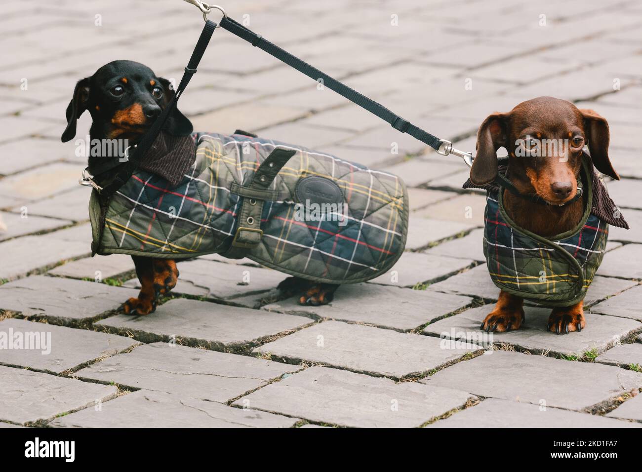two dogs are seen during the Galgowalk in Cologne, Germany on January ...