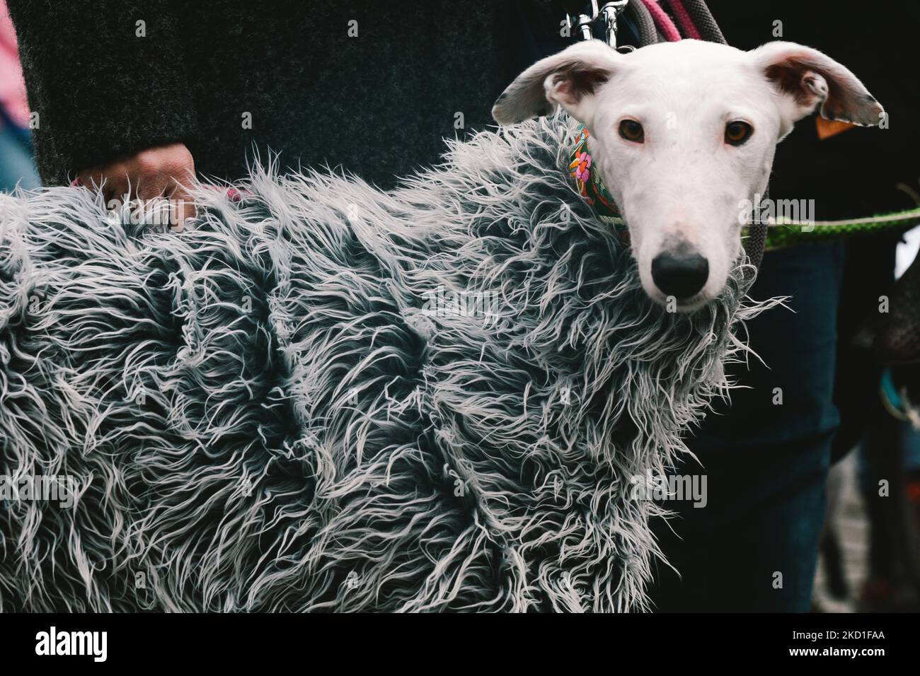 a dog is seen during the Galgowalk in Cologne, Germany on January 29 ...