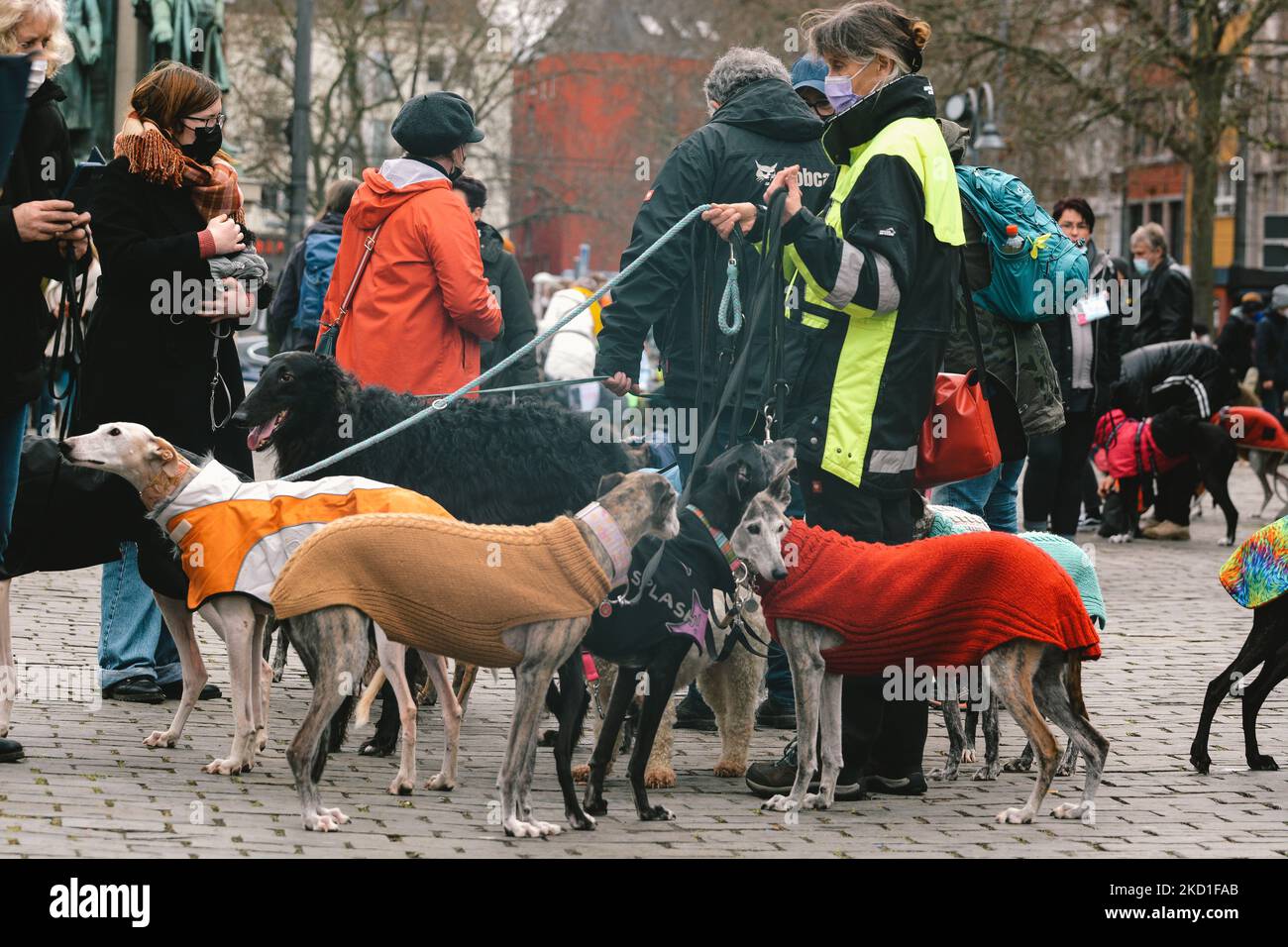 Hundreds of galgo and their owners participate the Galgowalk in Cologne ...