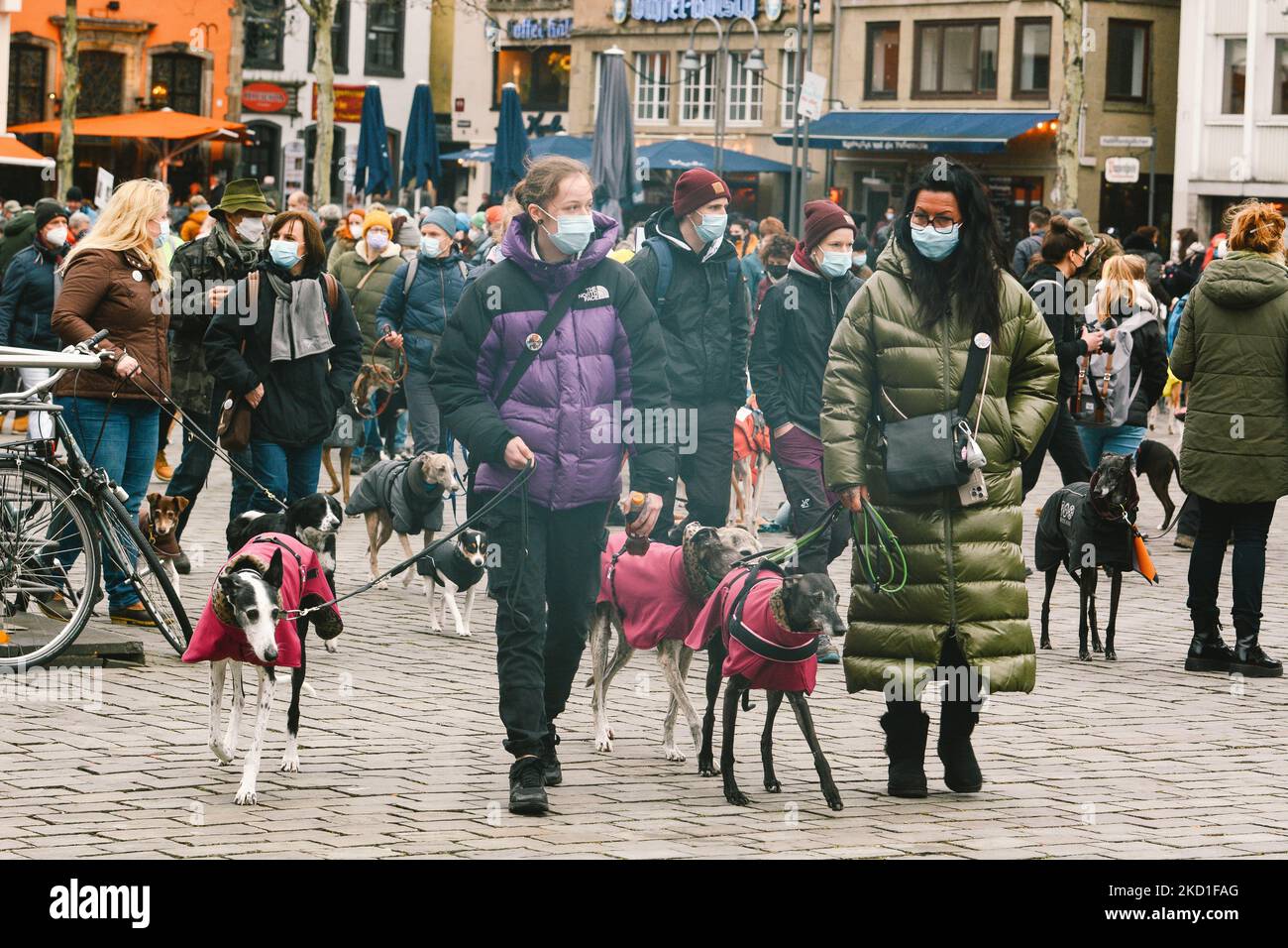 Hundreds of galgo and their owners participate the Galgowalk in Cologne ...