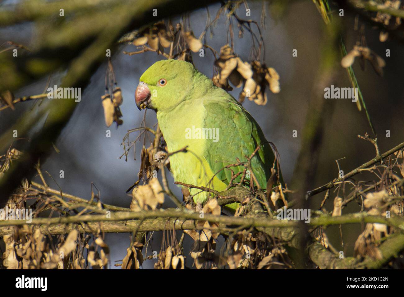 The rose-ringed parakeet - Psittacula krameri, also known as the ring ...