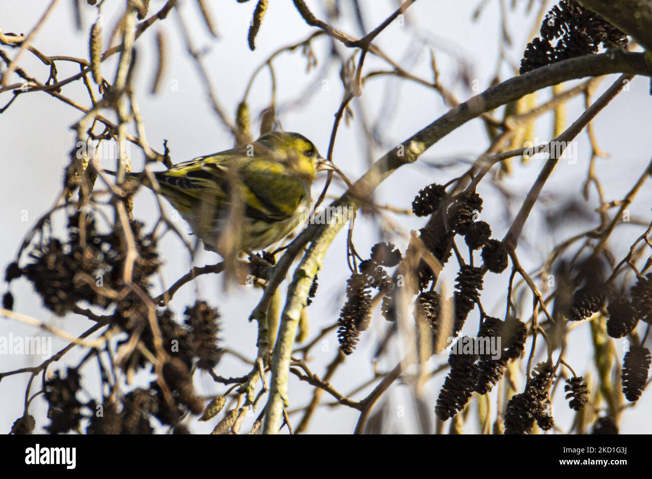 The Eurasian siskin - Spinus spinus is a small passerine bird in the ...