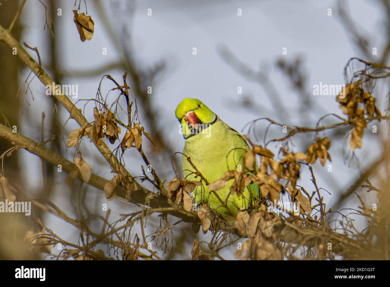 The rose-ringed parakeet - Psittacula krameri, also known as the ring ...