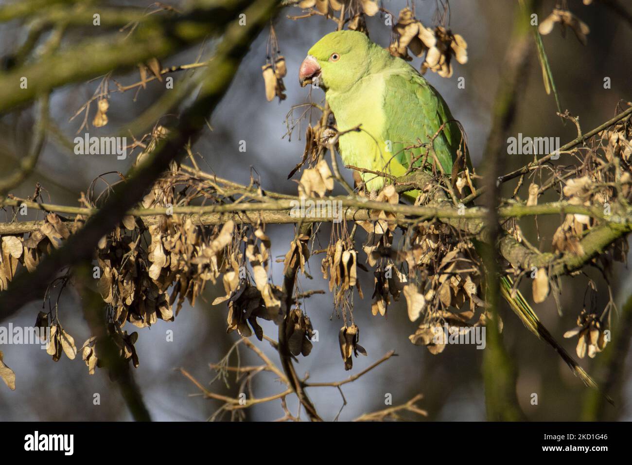 The rose-ringed parakeet - Psittacula krameri, also known as the ring ...