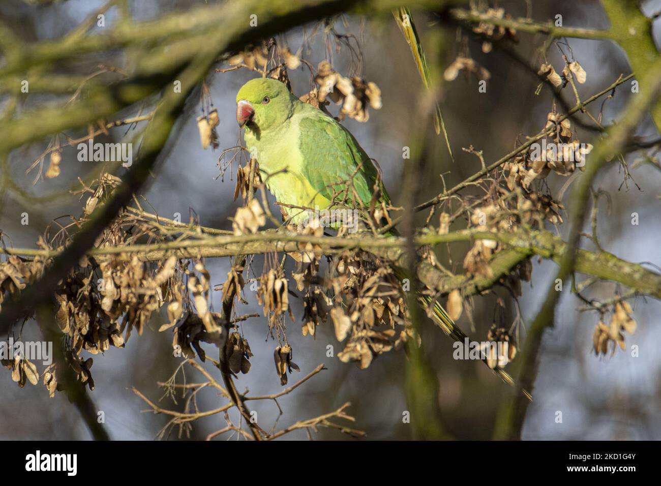 The rose-ringed parakeet - Psittacula krameri, also known as the ring ...