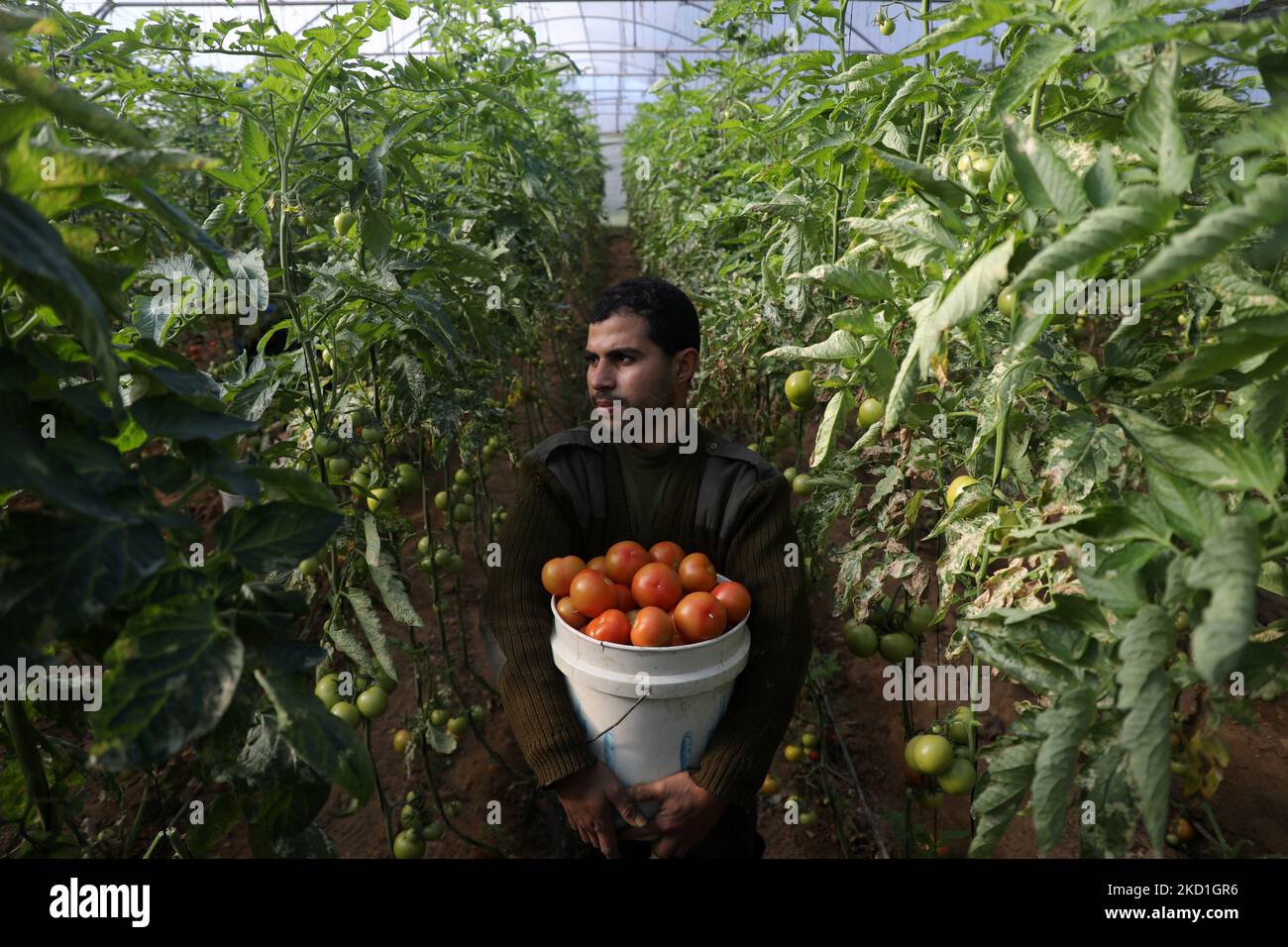 A Palestinian farmer harvests tomatoes in a greenhouse, in the central ...