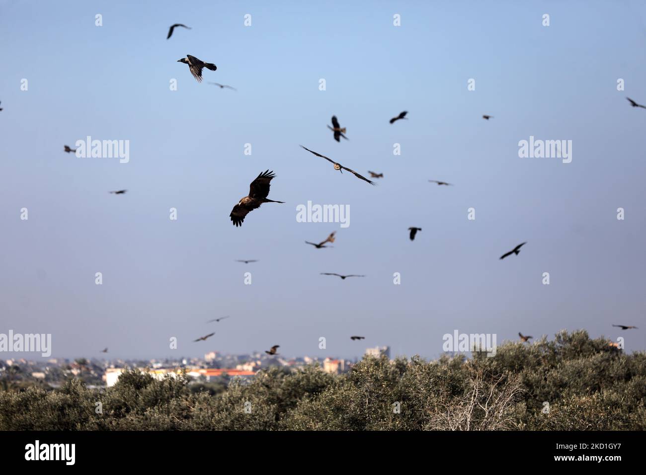 Birds fly over the agricultural fields, in the central Gaza Strip on ...