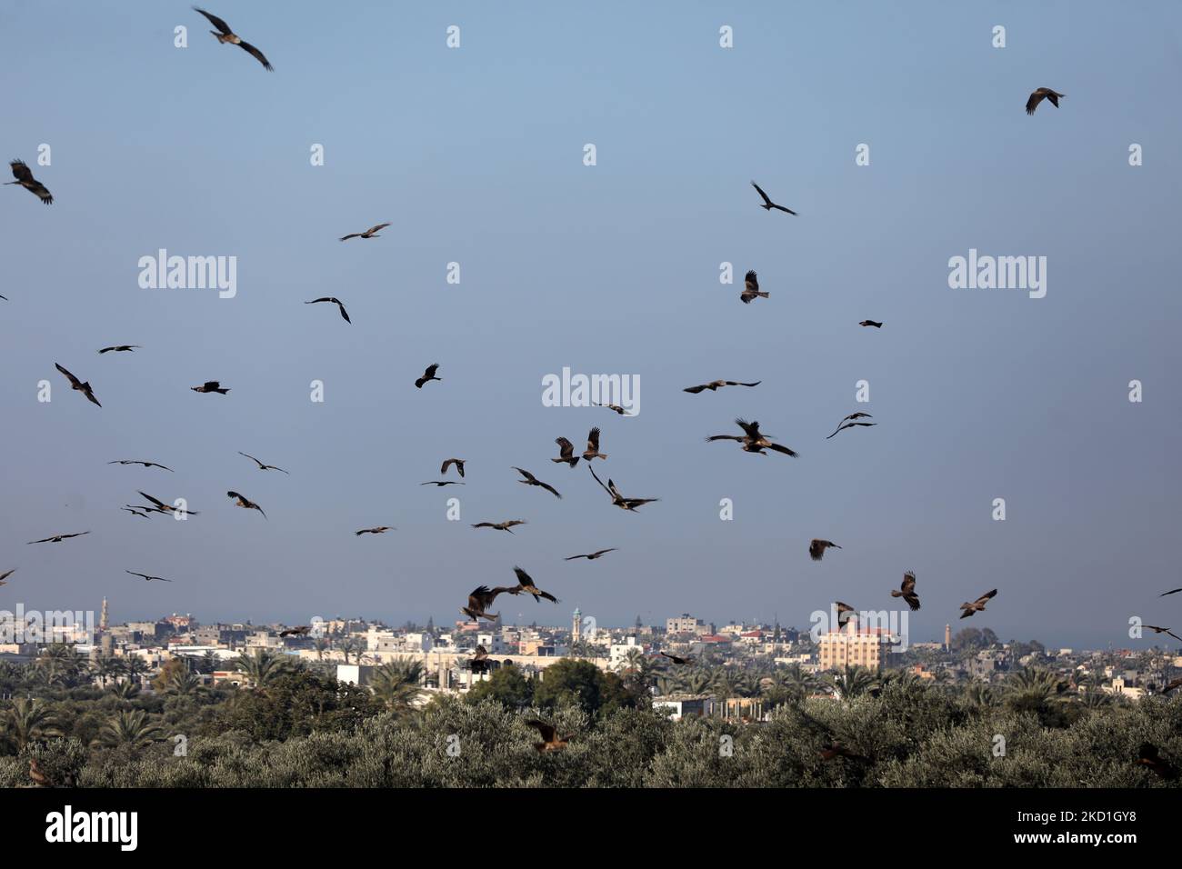 Birds fly over the agricultural fields, in the central Gaza Strip on ...