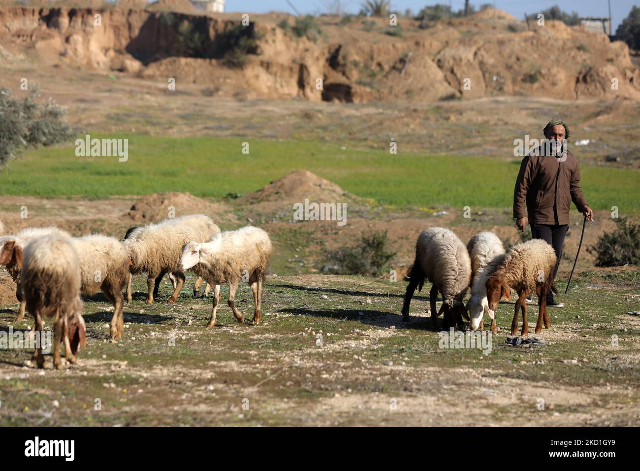 A Palestinian bedouin shepherd herds his sheep in the central Gaza ...