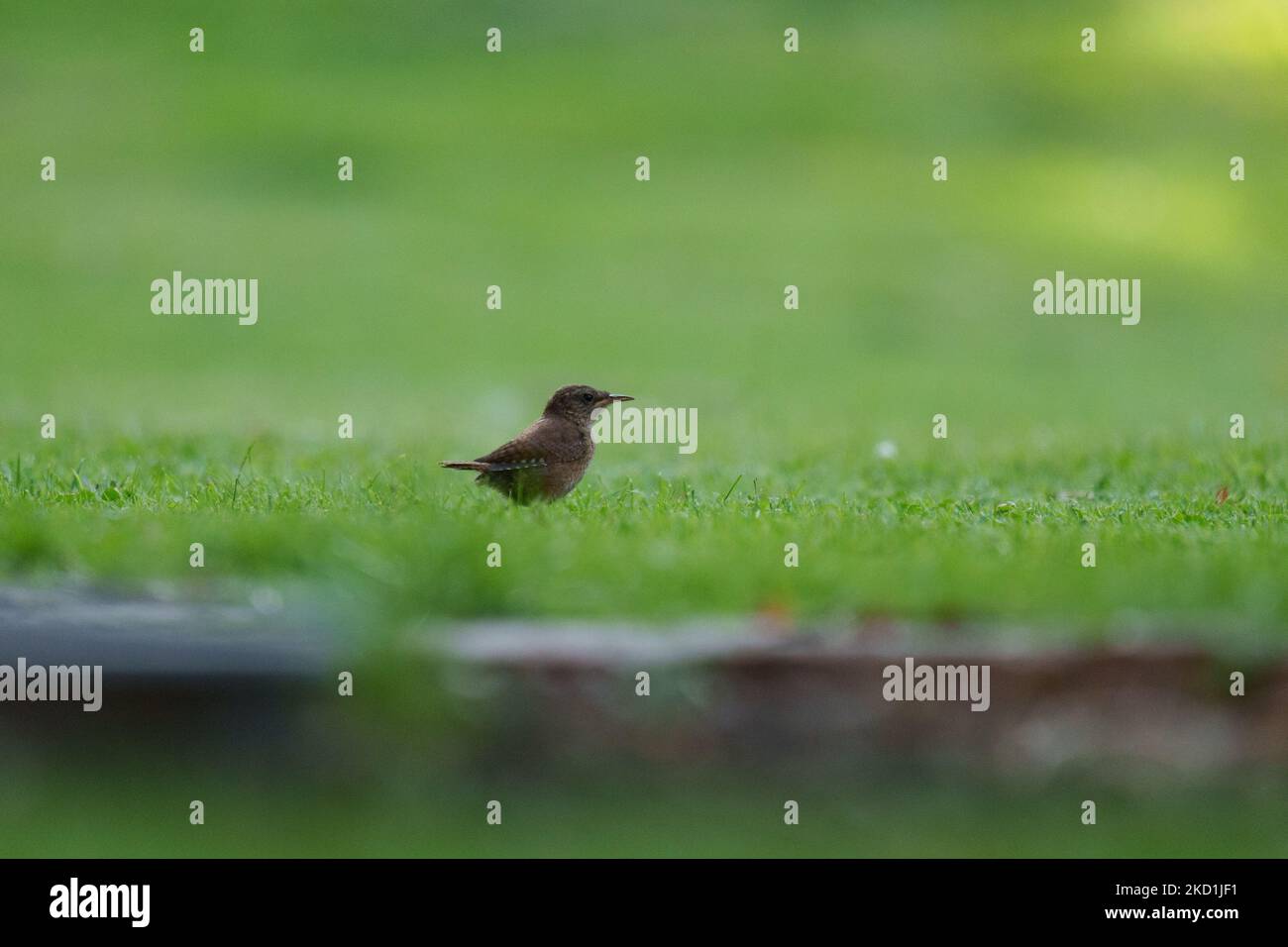 A small bird perched on the grass in a park in a blurred background ...