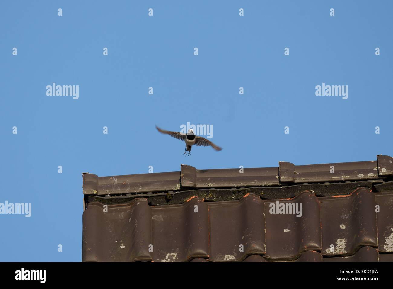 A white wagtail in a flight in blue sky background in daylight Stock ...