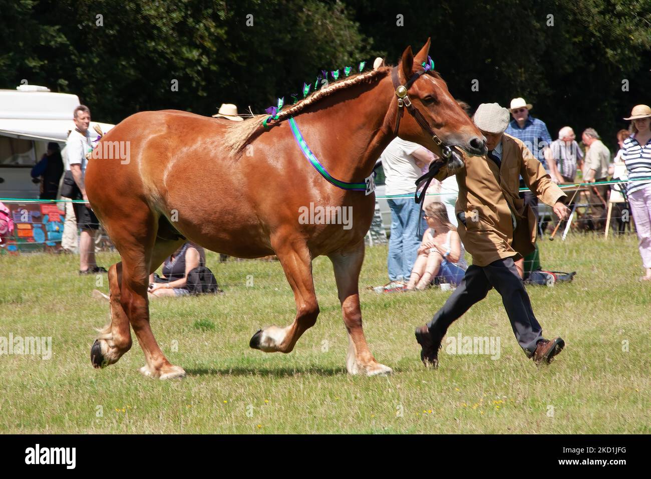 A Magnificent tan Suffolk Punch shire horse led by brown coated man for ...