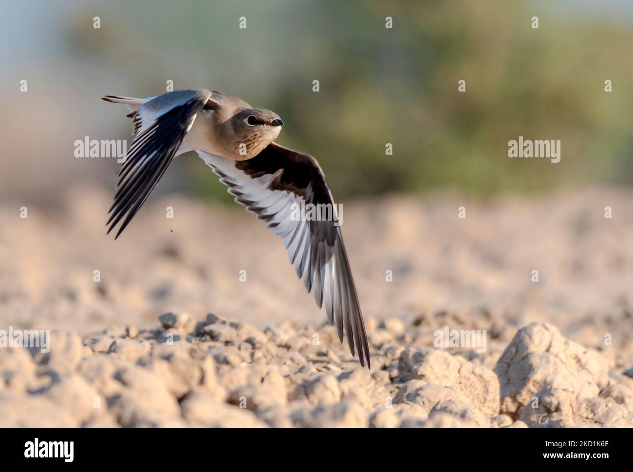 A closeup shot of a small pratincole in flight with full wingspan with ...