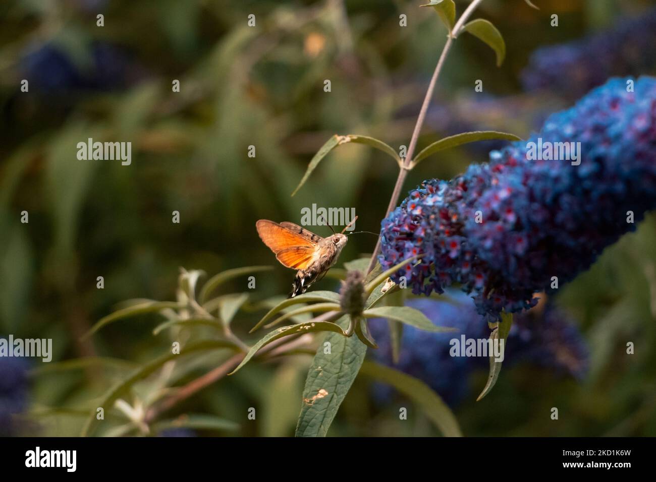 A Hummingbird hawk-moth butterfly on Buddleja davidii 'Empire Blue ...