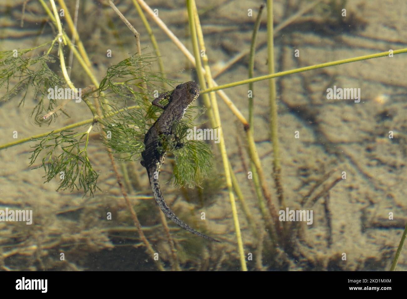Greece pindus animal hi-res stock photography and images - Alamy