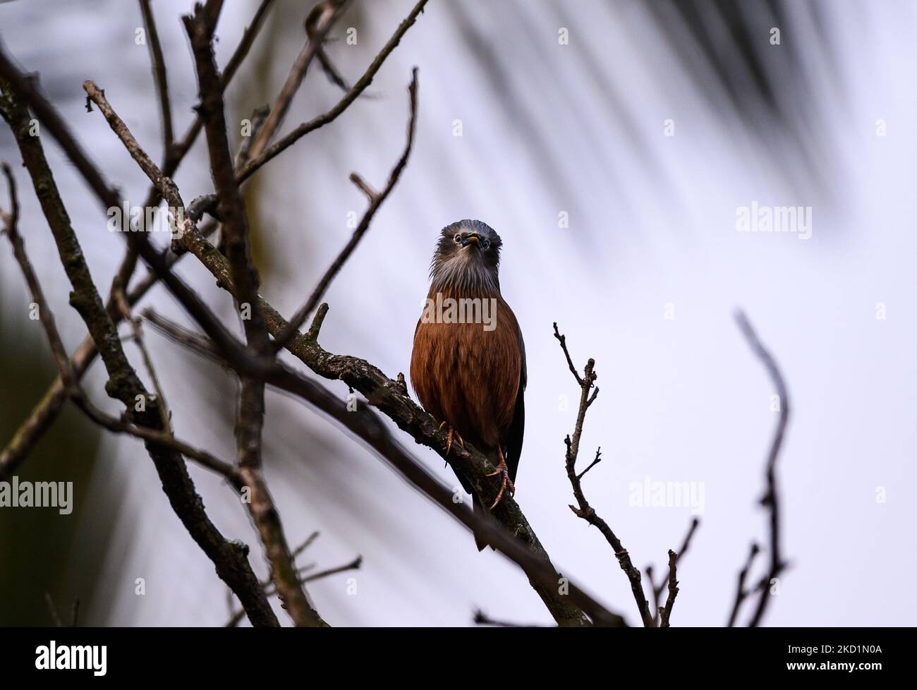 A pair of chestnut-tailed starling (Sturnia malabarica), also called ...