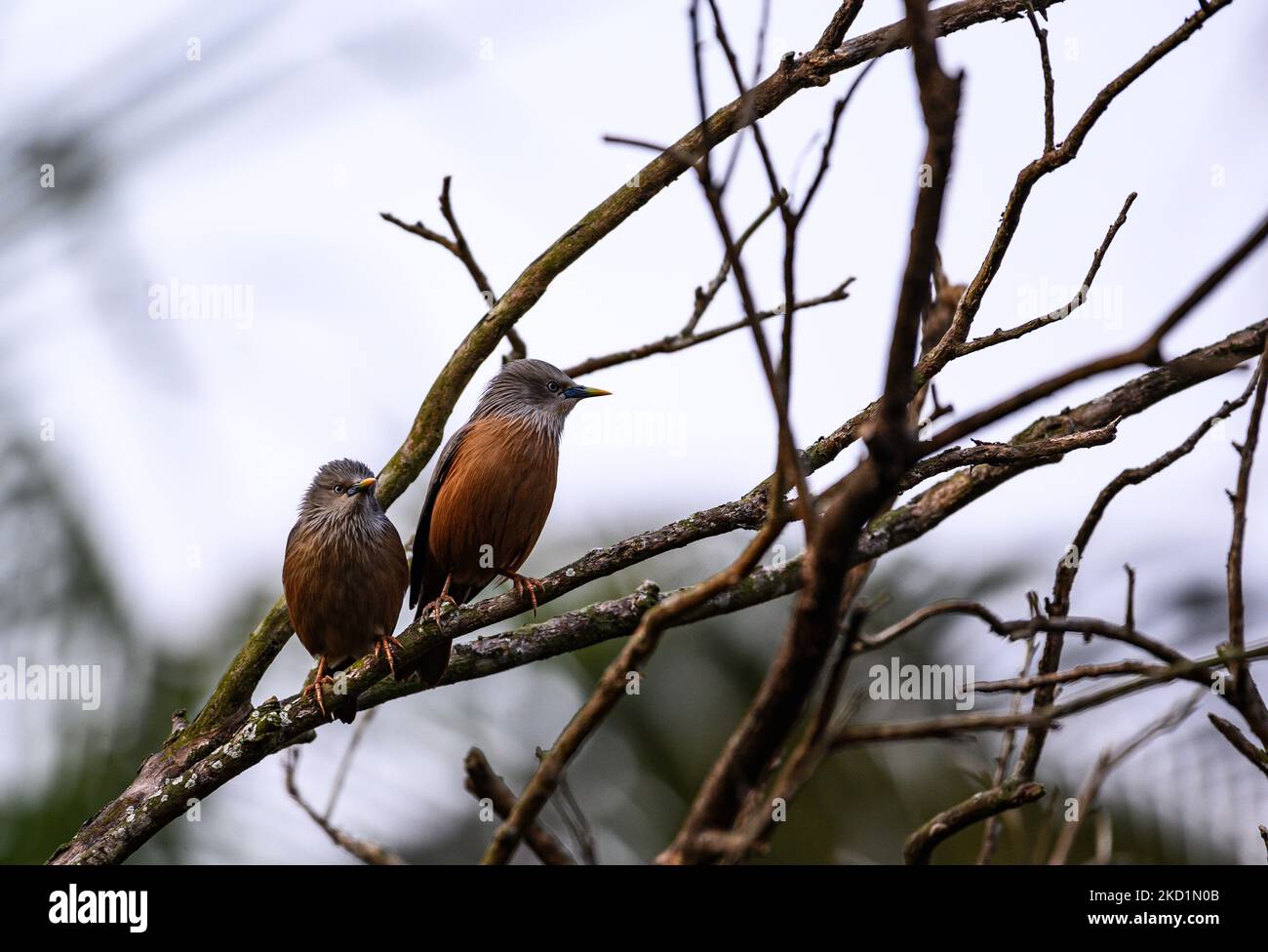 A pair of chestnut-tailed starling (Sturnia malabarica), also called ...