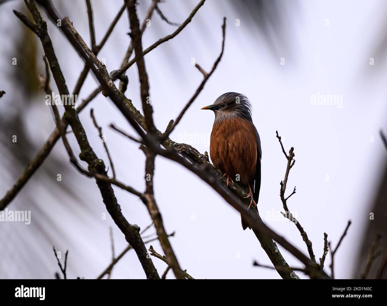 A pair of chestnut-tailed starling (Sturnia malabarica), also called ...