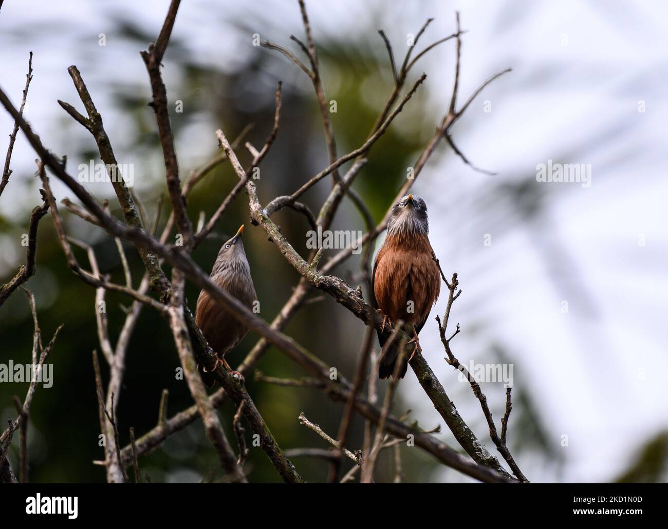 A pair of chestnut-tailed starling (Sturnia malabarica), also called ...