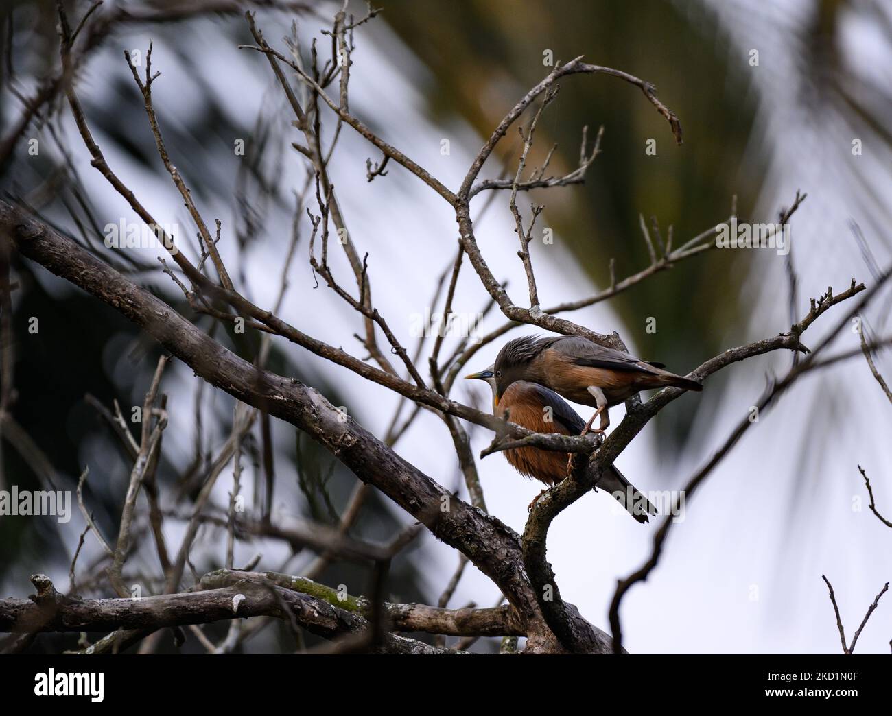 A pair of chestnut-tailed starling (Sturnia malabarica), also called ...