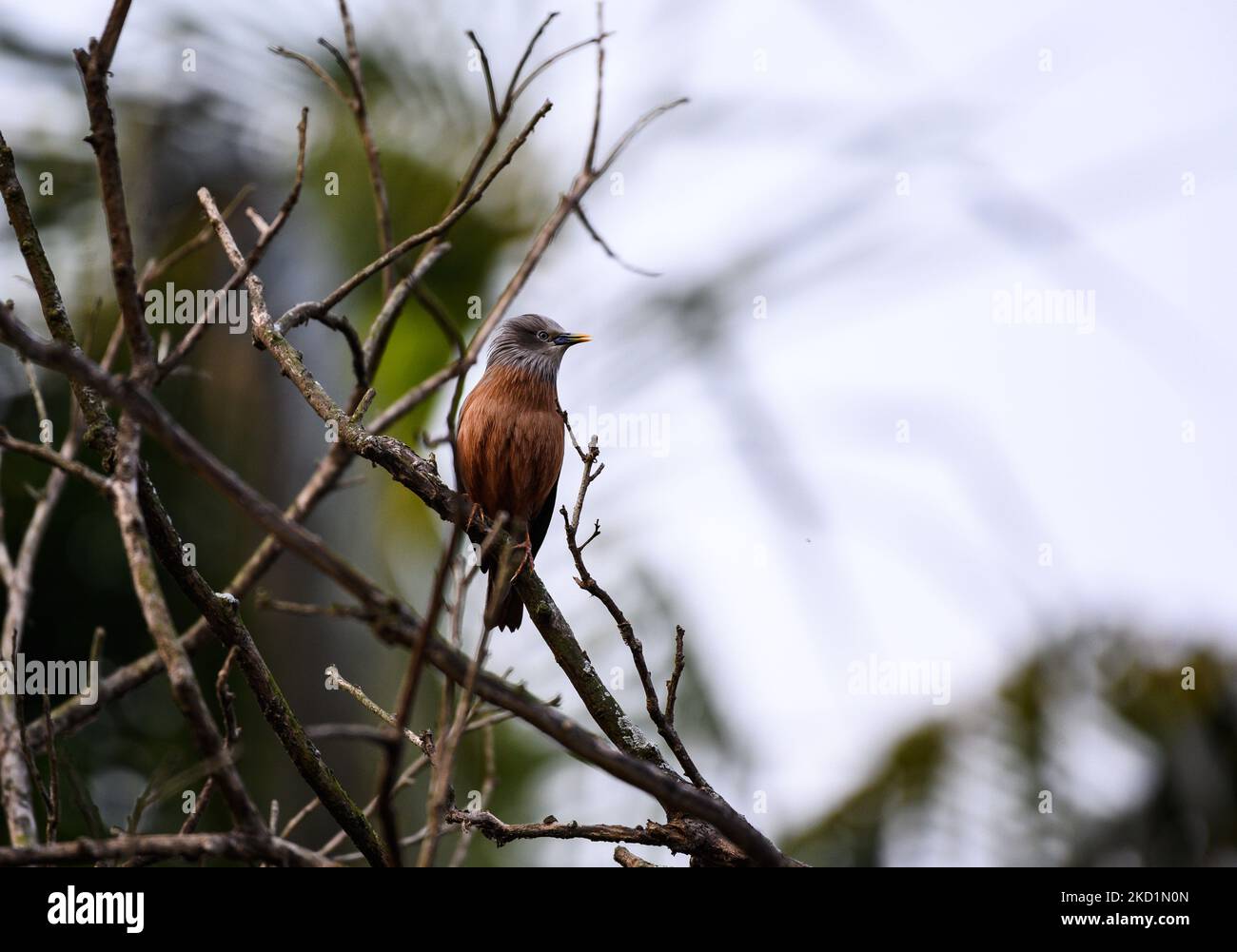 A pair of chestnut-tailed starling (Sturnia malabarica), also called ...