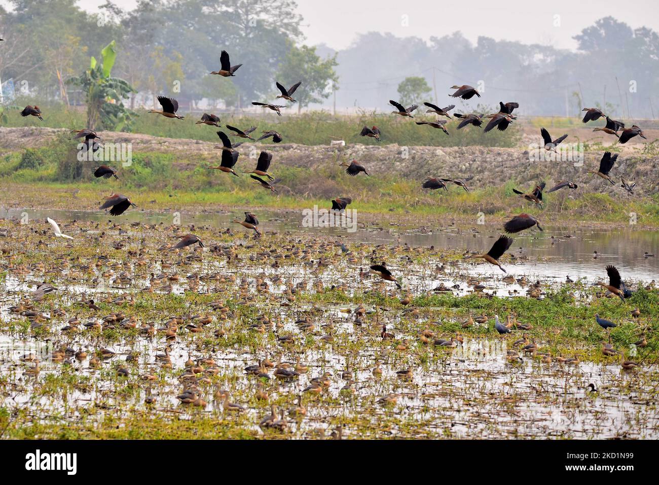 A flock of migratory ducks fly at the Hahila Beel in Nagaon District of ...