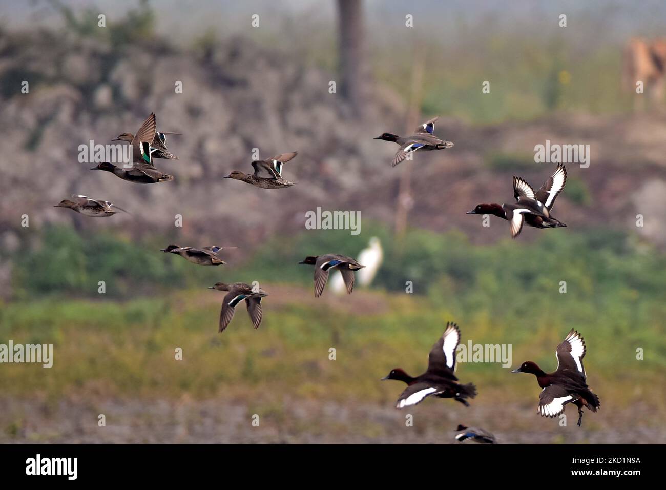 A flock of migratory ducks fly at the Hahila Beel in Nagaon District of ...