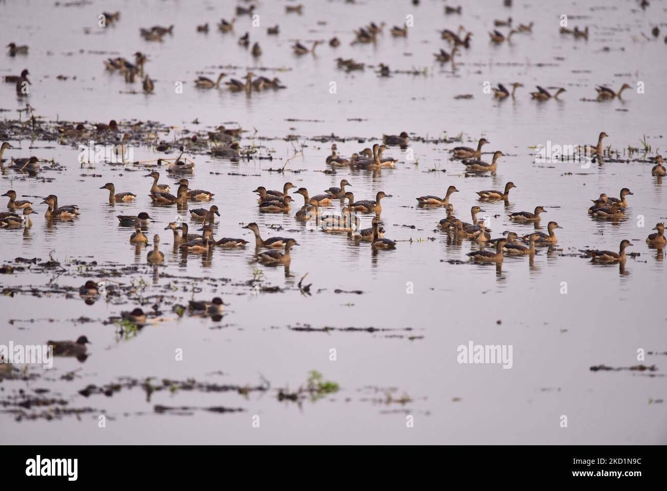 A flock of migratory ducks seen at the Hahila Beel in Nagaon District ...
