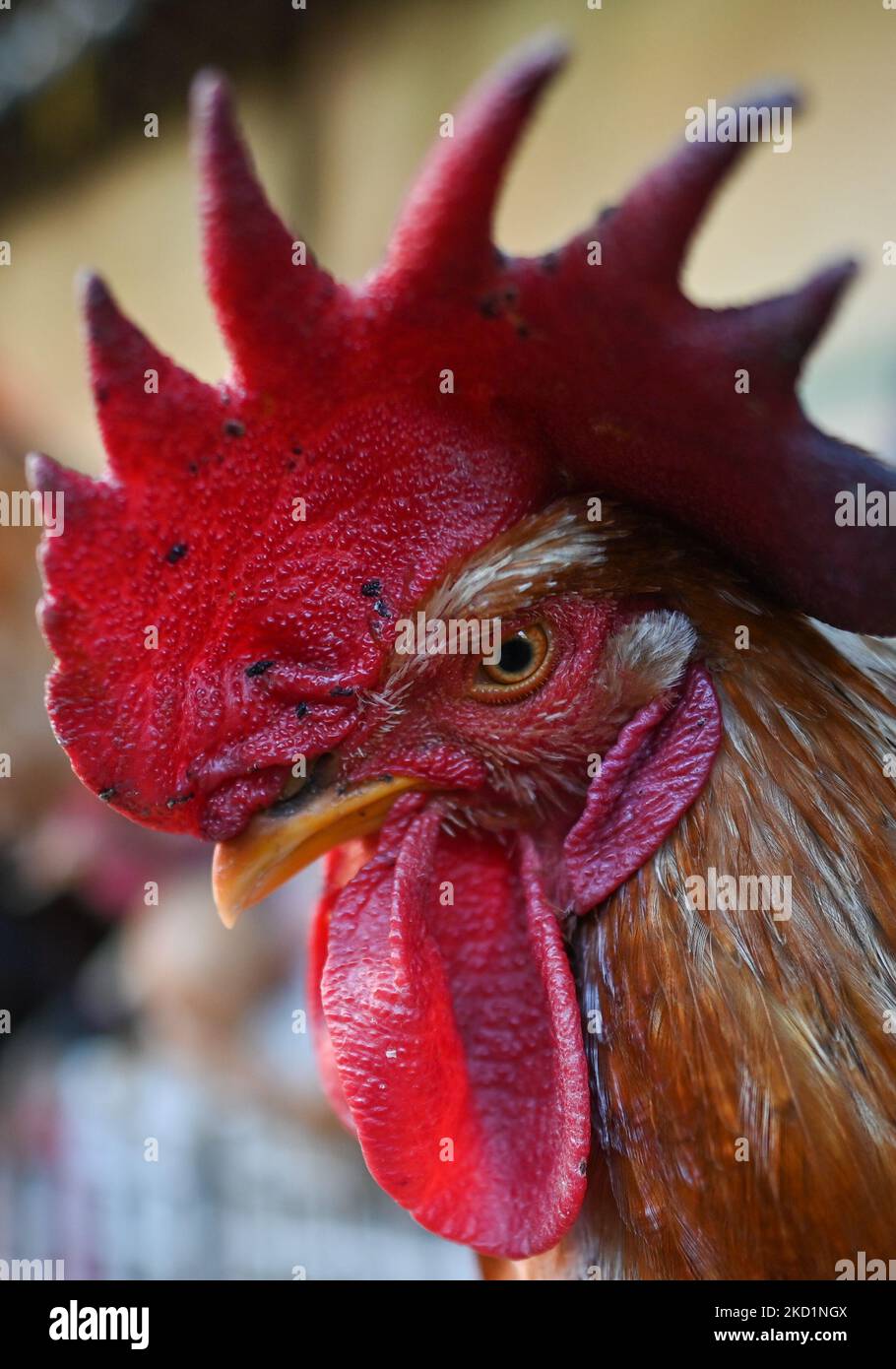 Close-up of a rooster for sale at a traditional local market in San ...