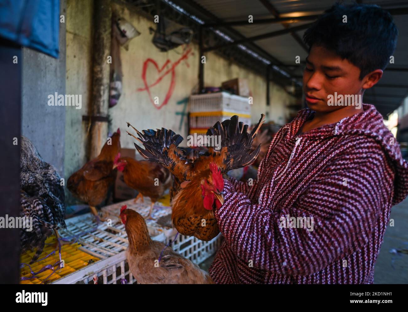 A young vendor carries a rooster at a traditional local market in San ...