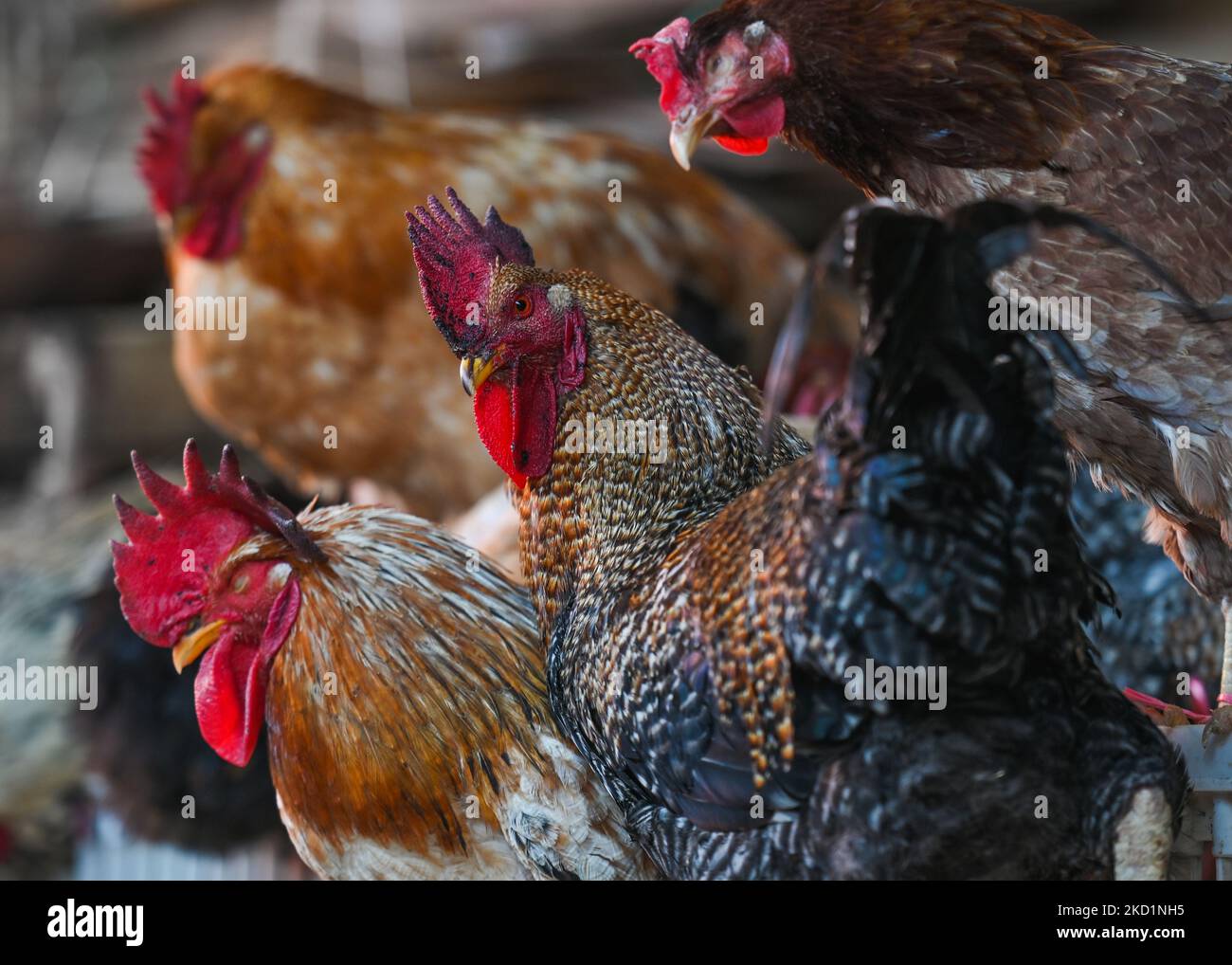 Roosters for sale at a traditional local market in San Juan Chamula. On ...