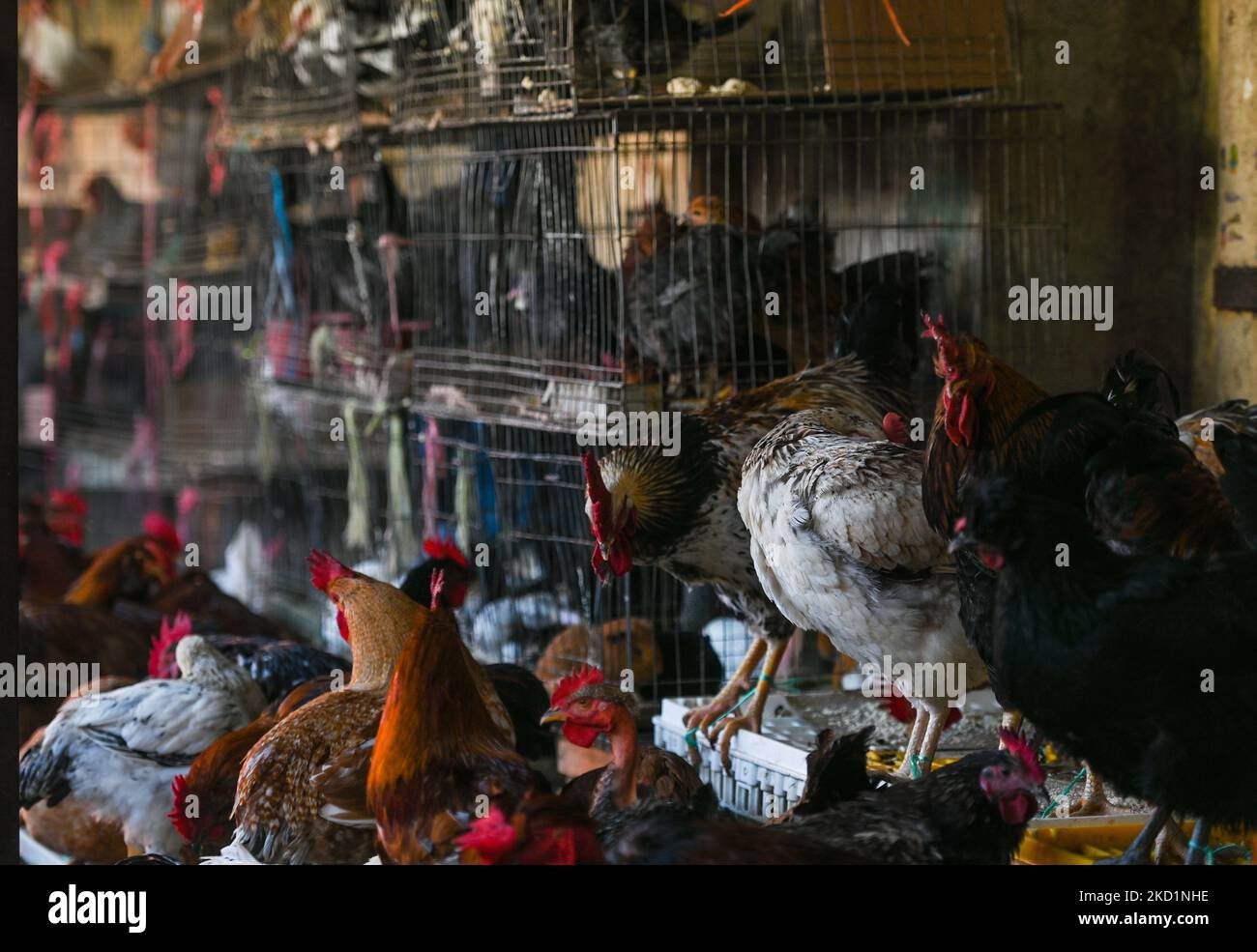 Roosters for sale at a traditional local market in San Juan Chamula. On ...