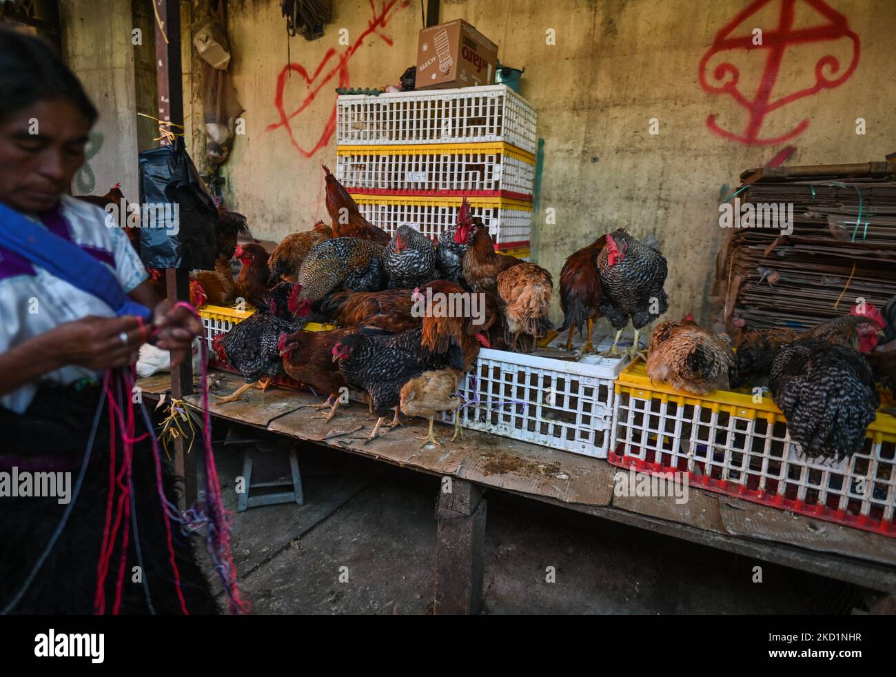 Roosters for sale at a traditional local market in San Juan Chamula. On ...