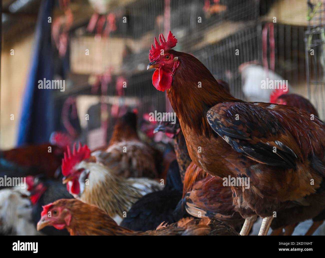Roosters for sale at a traditional local market in San Juan Chamula. On ...