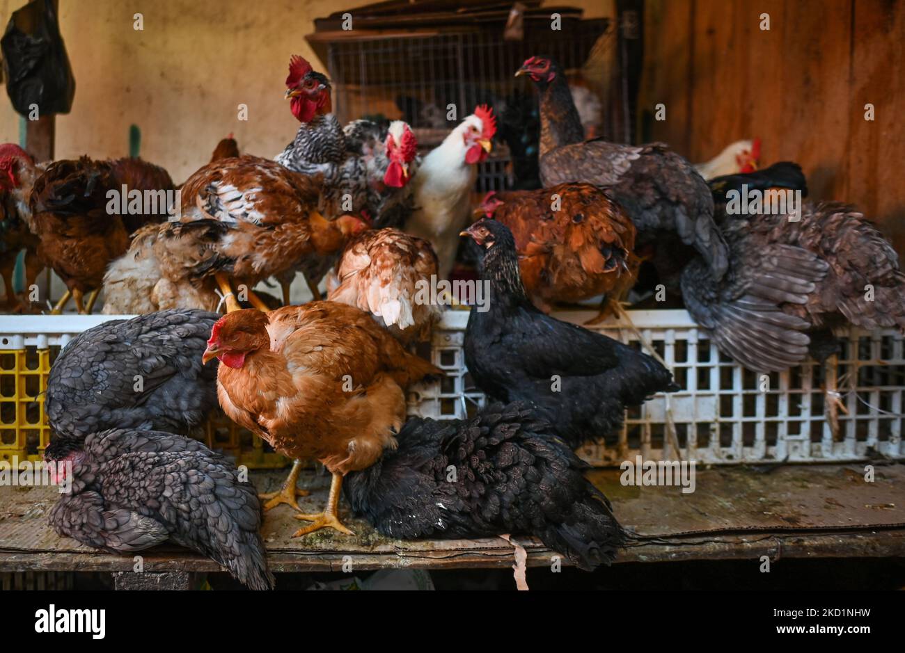 Roosters and chickens for sale at a traditional local market in San ...