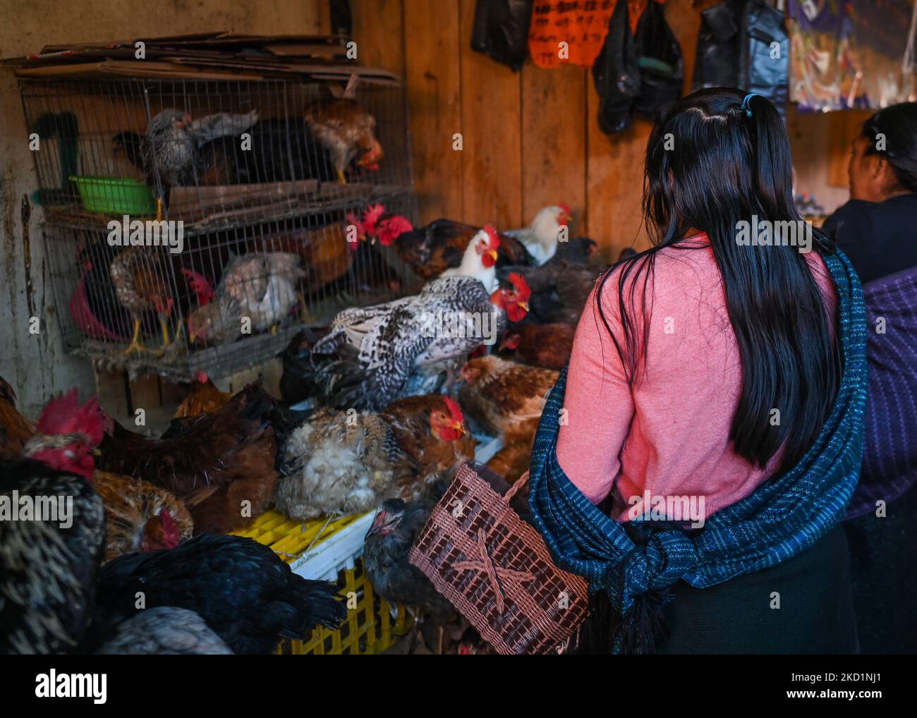 Local women choose a rooster to buy a traditional local market in San ...