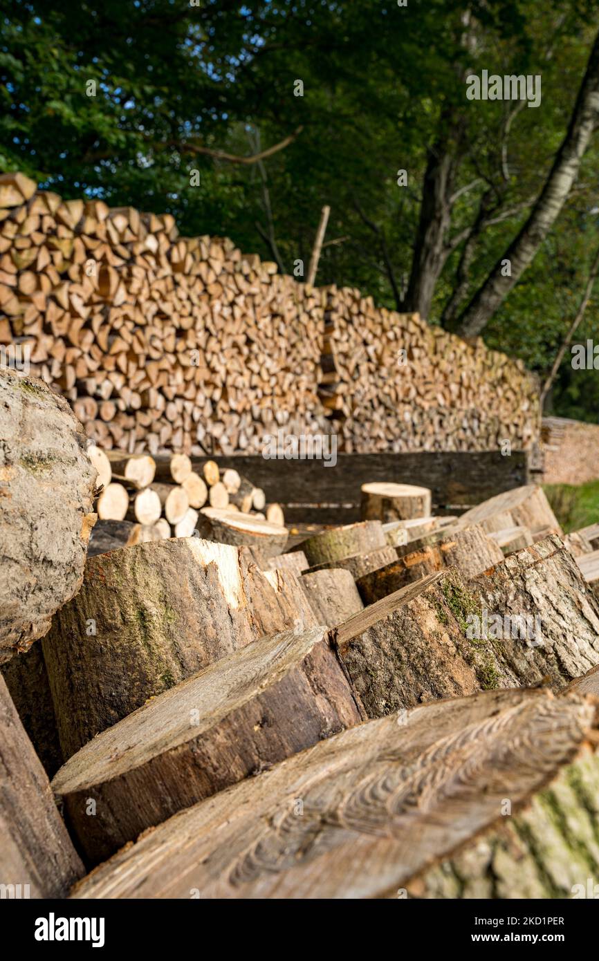 A vertical of stacks of cut wood logs in a forest Stock Photo - Alamy