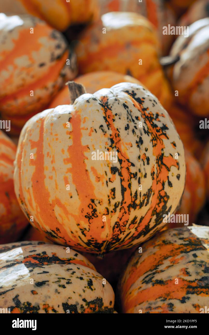 Ornamental pumpkin in the middle of other pumpkins. Close-up of pumpkin ...