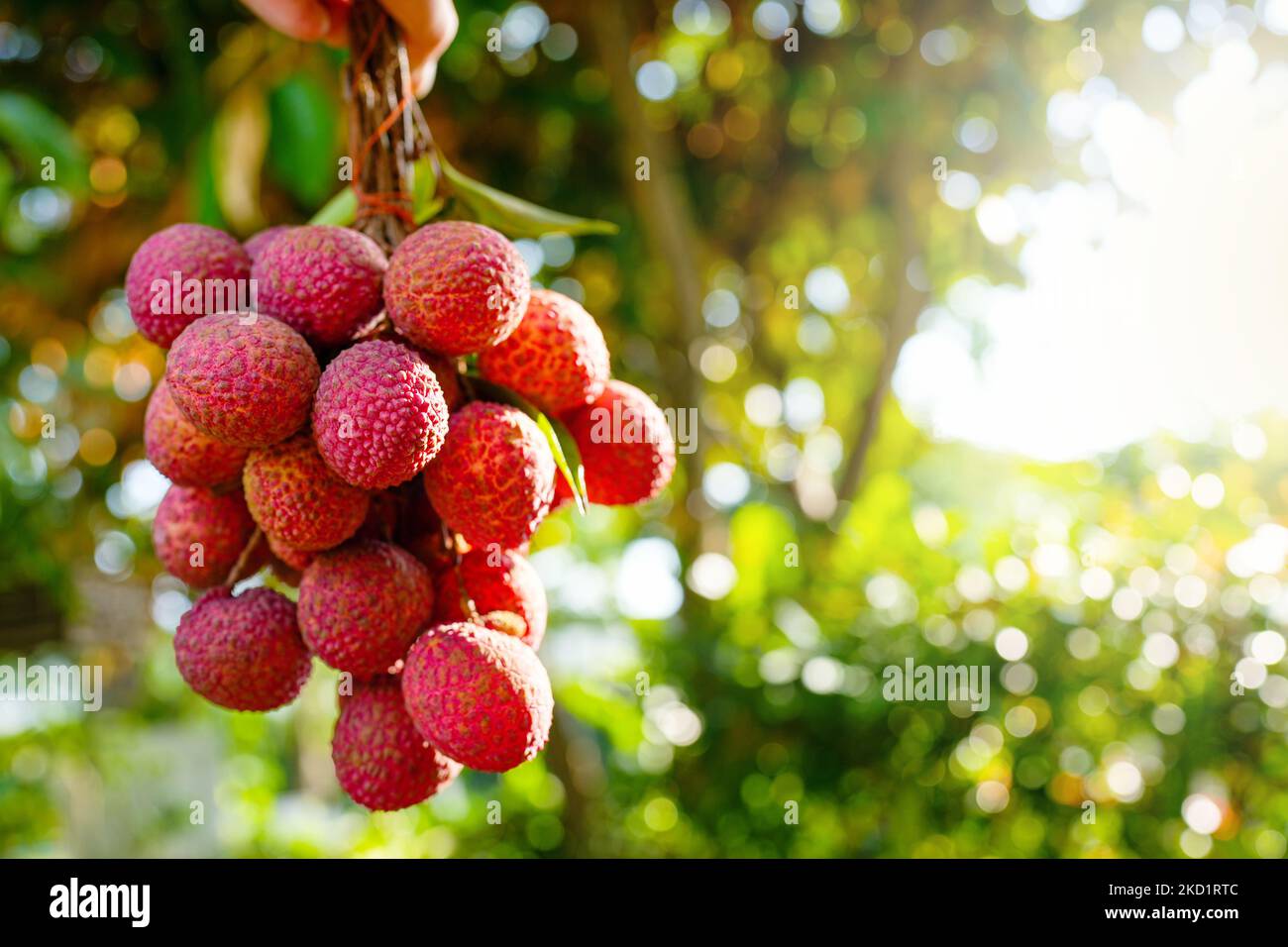 Closeup shot lychee tree hi-res stock photography and images - Alamy