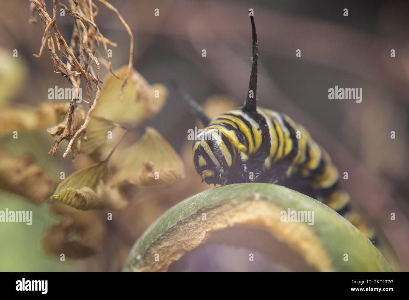 A Monarch butterfly (Danaus plexippus) caterpillar is pictured in a ...
