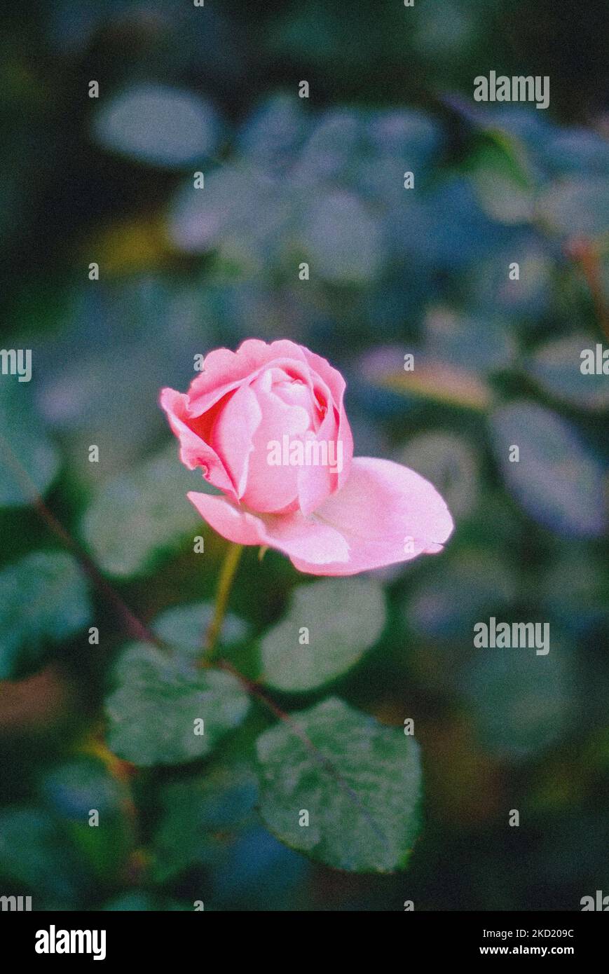 A selective focus of the light pink rose with one petal opened Stock ...